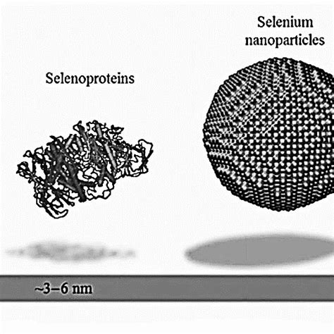 Figure1 Function Selenium асrоss Multiple Length Sсаles From Download Scientific Diagram