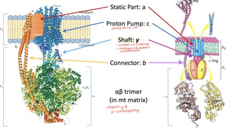 Biochem 5614 Atp Synthase Flashcards Quizlet