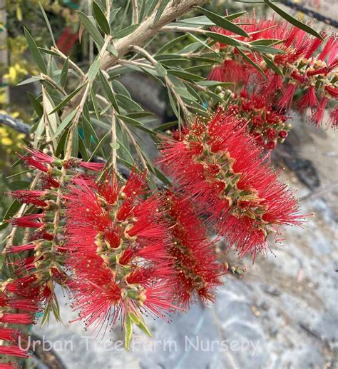 Callistemon Viminalis Slim Urban Tree Farm Nursery