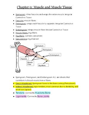 AP Lab Ex Review Sheet Chapter The Cell Anatomy And Division Bio Studocu