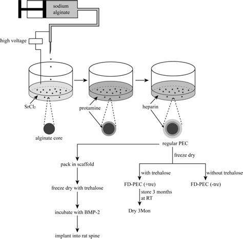 Schematic Of Polyelectrolyte Complex Preparation And Handling