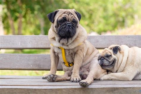 Male Vs Female Pug The Gender Battle Is Back Male Vs Female Pug The Gender Battle Is Back