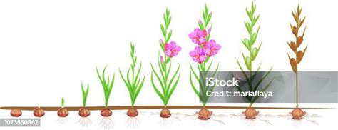 디올 식물의 생활 주기입니다 꽃과 씨앗 성인 공장 구경 심기에서 성장의 단계 다이어그램에 대한 스톡 벡터 아트 및 기타 이미지 다이어그램 발아 0명 Istock