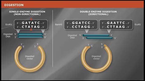 Cloning And Synthetic Biology Neb
