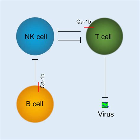 lymphocytes negatively regulate nk cell activity via qa 1b following