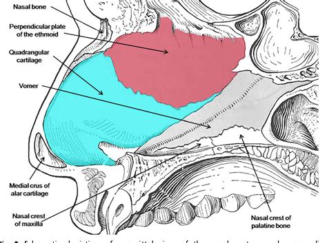 Anatomy Of The Nose Anatomy Nasal Septum Septum Nose