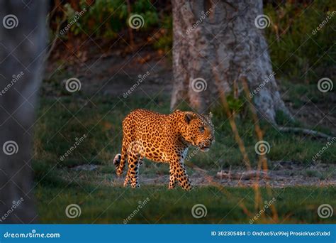 Leopard Sunset Panthera Pardus Shortidgei Nature Habitat Big Wild
