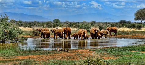 Afrikansk Safari Bakgrunn