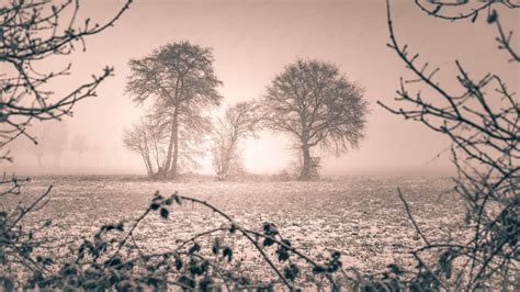 배경 화면 하늘 분위기 구름 잎 목재 Natural Landscape 검은 작은 가지 검정색과 흰색 안개 나무 햇빛 동결 초목 스타일 트렁크