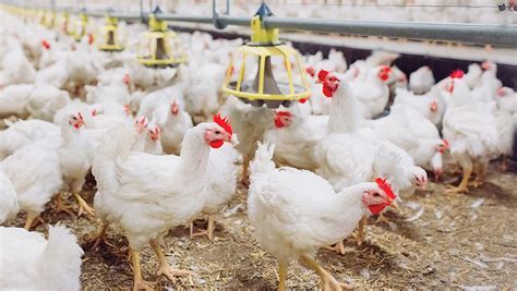 What Is The First Vaccine For Broilers At Edward Criss Blog