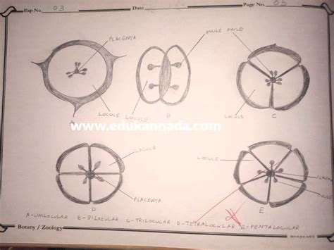 2nd Puc Biology Practical Manual 2nd Puc Biology Practical