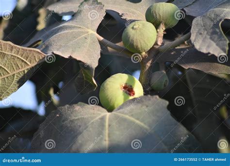 Jam Fruits Garden Stock Photo Image Of Tree Yellow 266173552