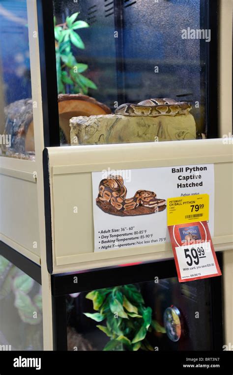 Petsmart Snakes Ball Python