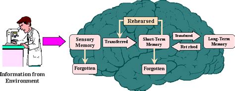 Information Processing Model Map Of The Flow Of Memory Cognitive
