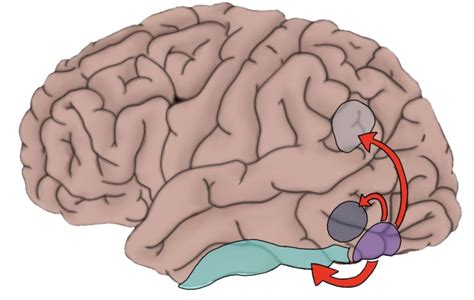 Lateral Occipital Gyrus