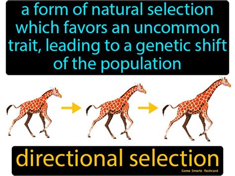 Directional Selection Flashcard 9th Grade Science In 2025 Easy Science The Selection How