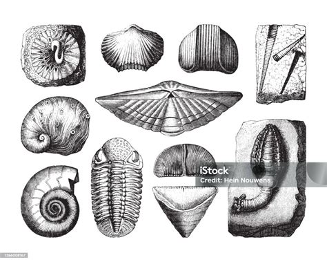 Koleksi Fosil Shell Ilustrasi Vintage Ilustrasi Stok Unduh Gambar Sekarang Istock Koleksi Fosil Shell Ilustrasi Vintage Ilustrasi Stok Unduh Gambar Sekarang Istock