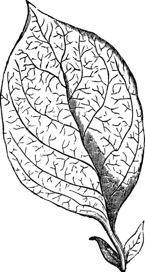 Reticulate Veined Leaf Vintage Engraving 35075428 Vector Art At Vecteezy