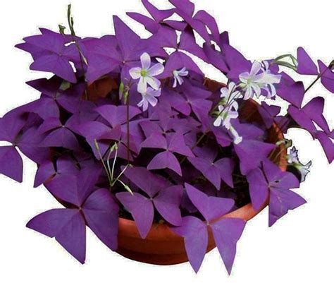Oxalis Triangularis “purple Oxalis”