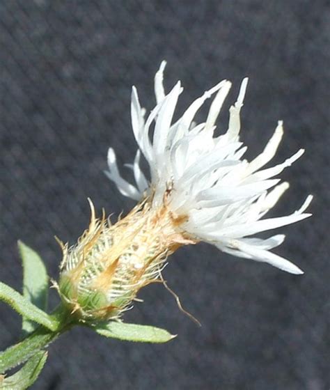 Knapweed Diffuse Alberta Invasive Species Council