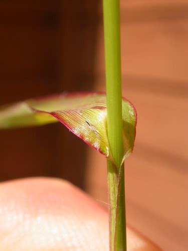 Grasses Monocots And Sedges Flashcards Quizlet