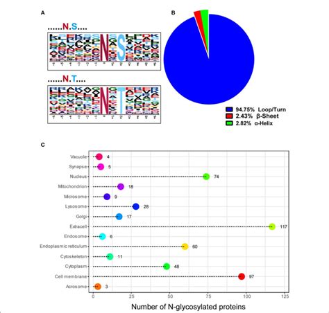 Figure Characteristics Of The N Glycosylation Sites And Subcellular