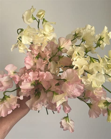 Sweet Pea Flowers Artofit