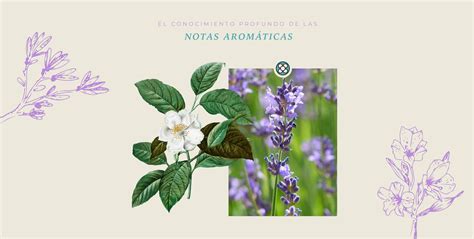 El Conocimiento Profundo De Las Notas Aromáticas Haromatics