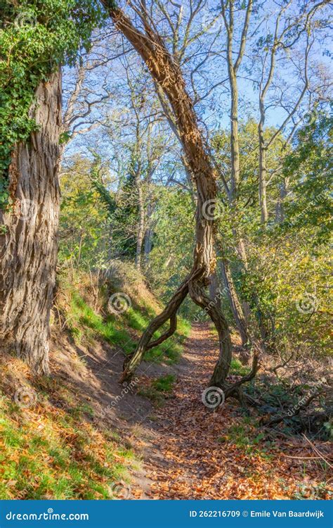 Hiking Path With A Fallen Tree Branch Obstructing Path Among Wild Vegetation Bare Trees In