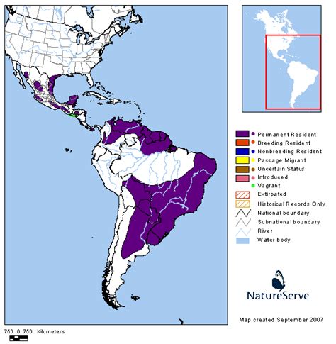 Americas Range Map White Tailed Hawk