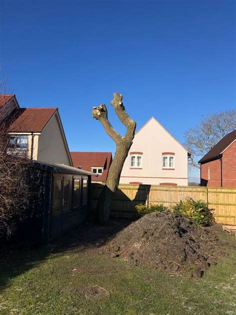Gallery Oxford Oak Tree Surgery Thame Tree Surgeon Covering