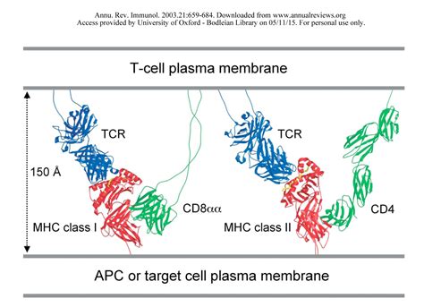 Molecular Interactions Mediating T Cell Antigen Recognition Davis Lab Oxford Structure Based