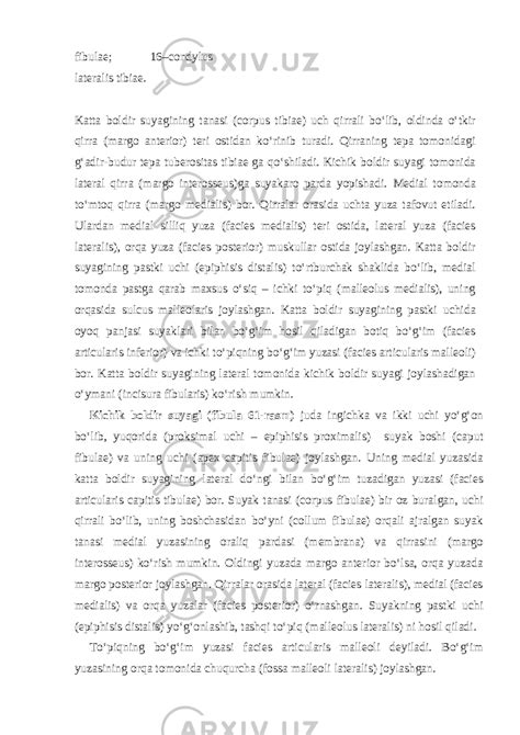 Oyoq Skeleti Анатомия Рефераты