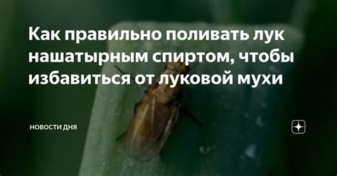 Как правильно поливать лук нашатырным спиртом, чтобы избавиться от ...