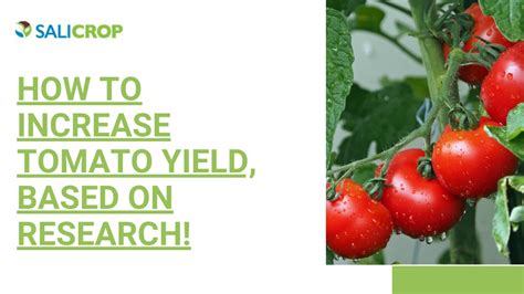 Ppt How To Increase Tomato Yield Based On Research Powerpoint