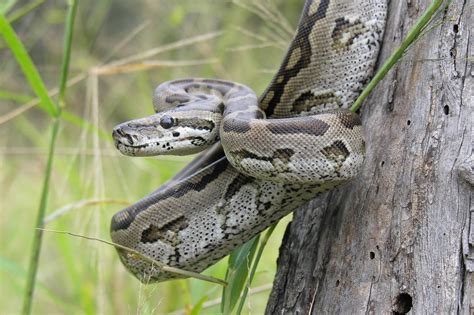 Animal Sightings Southern African Python Climbs A Tree To Hunt A Animal Sightings Southern African Python Climbs A Tree To Hunt A