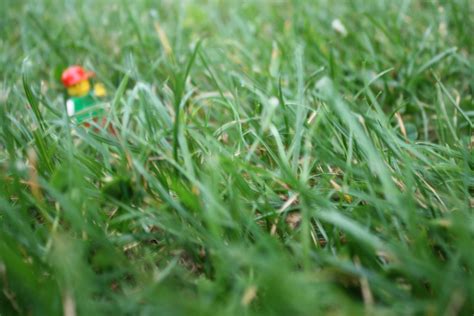 Plants Are Autotrophs Plants BY