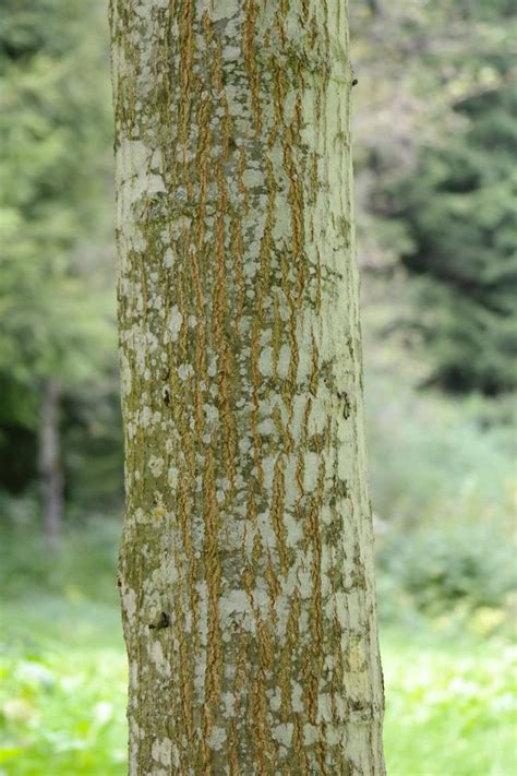 Guide To Tree Identification By Bark The Basic Woodworking