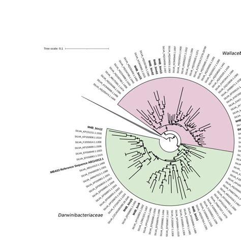 Phylogenetic Tree Based On 16s Rrna Sequence From Our Own Database And Download Scientific
