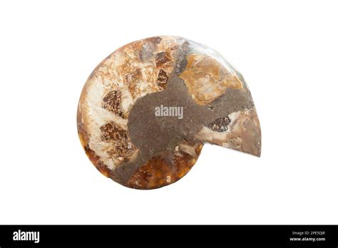 Prehistoric Fossil Section Of An Ammonite Stock Photo Alamy