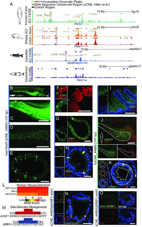 Hes1 Conserved Nonexonic Element Cne Driven Expression Overlaps With Download Scientific