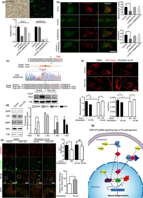 Knockdown Of Smarca4 Or Drug Inhibition Of Mek‐erk Signaling Download Scientific Diagram