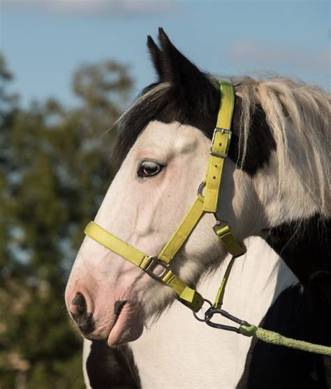 Tinker Kaltblut Seine Stärken Charakter Und Kennzahlen Viele Fotos