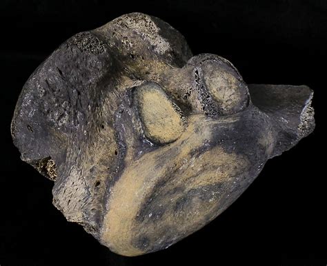 Fossil Giant Sloth Megalonyx Tail Vertebra Florida For Sale 18676