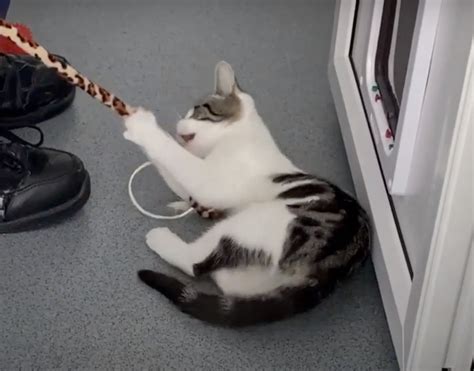 First Veterinarian Examination Of Playful Kitten Reveals It To Be