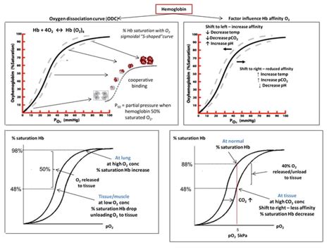 Option B Hemoglobin Myoglobin Cytochrome And Oxygen Dissociation Curve Pdf
