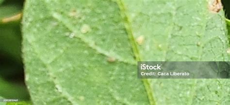 포도나무 잎 아래쪽에 있는 Aceria 진드기의 감염은 노란 반점과 미세한 거미줄의 출현과 같은 다양한 변화를 일으킵니다 이 진드기는 식물 세포를 공격하여 식물의 건강을