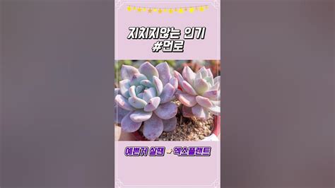 먼로 먼로철화 에케베리아 다육이 다육식물 다육이들 다육 Plants 다육이키우기 인기다육 희귀다육 예쁜다육 초보다육이 저렴한다육 다육천국 라이브