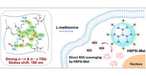 Regulation Of Photophysical Behaviors In Hyperbranched Aggregation Induced Emission Polymers For