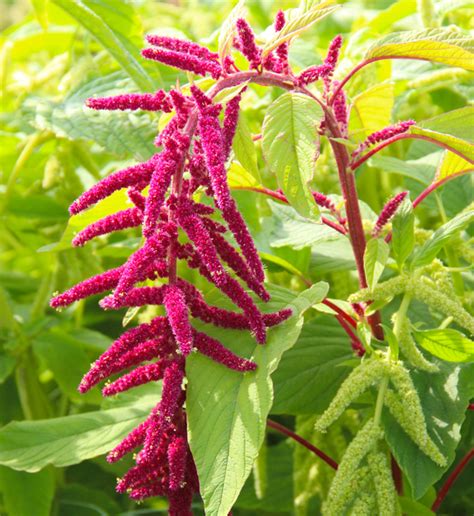 Amaranthus Caudatus Red Amaranthus Caudatus Red Evanthia
